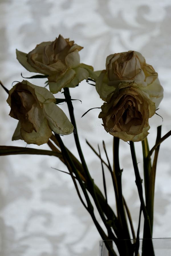 Faded Flowers stock photo. Image of flowers, faded, pattern - 91473266