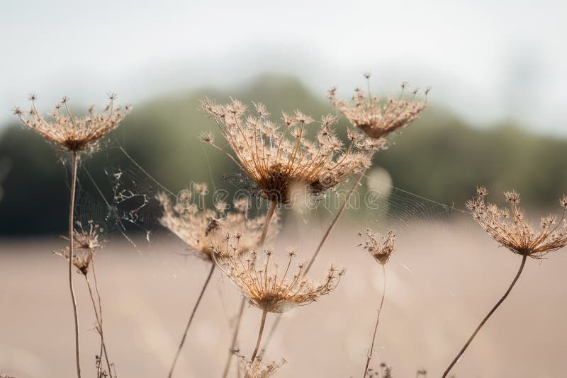 Faded Flowers with Spider Web Stock Image - Image of mysterious, grass ...