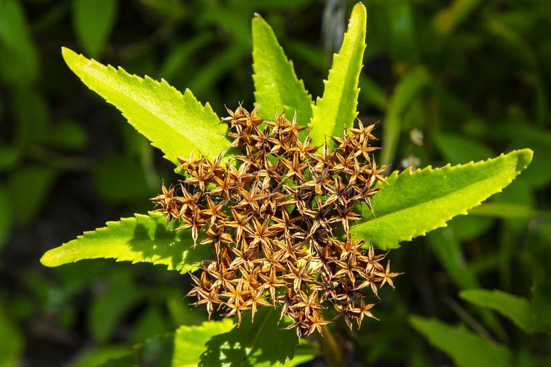 Golden Root, Rhodiola Rosea. Stock Photo - Image of family, leaves ...