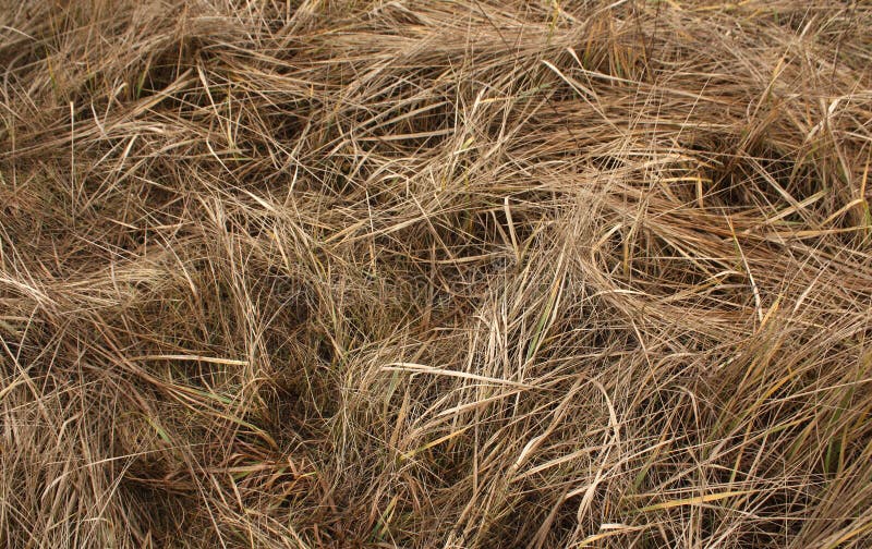 Dry faded grass texture. stock photo. Image of autumn - 77638860