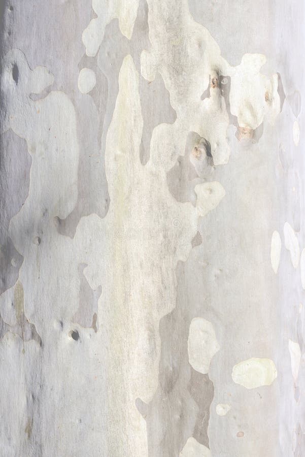 Faded Image of Australian Spotted Gum Tree Bark Textured Background ...
