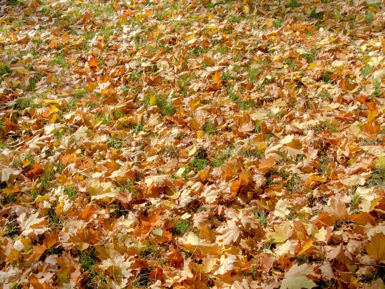 Faded leaves stock photo. Image of leaves, ground, fading - 61942040