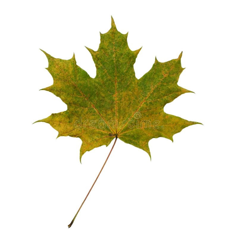 Faded red maple leaf stock photo. Image of frame, garden - 11237688