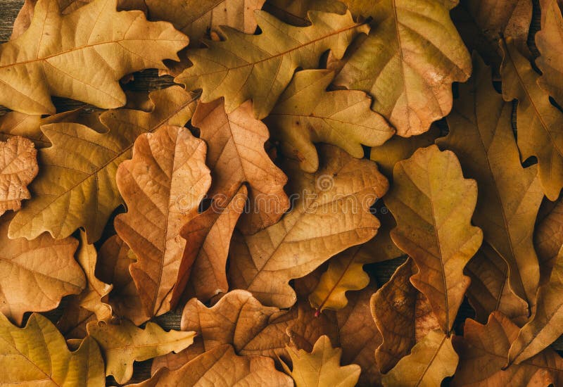 Faded Oak Leaves on the Ground. Autumn Background Stock Photo - Image ...
