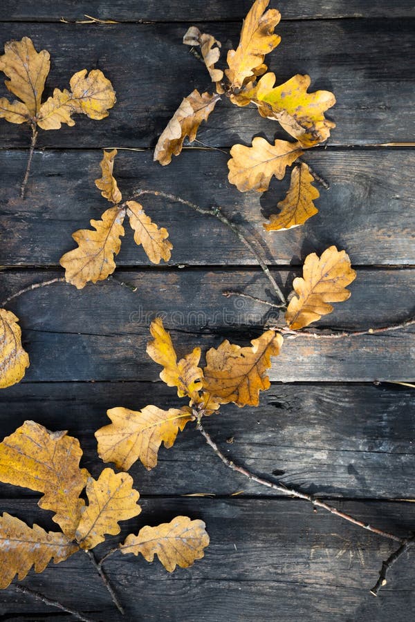 Faded Oak Leaves on Old Rustic Wooden Table. Autumn Background ...