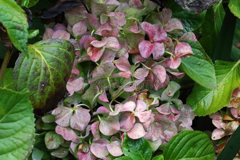 Faded Pink Flowerhead on a Deteriorating Hydrangea Bush Stock Photo ...