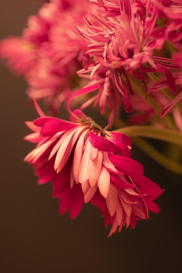 Faded Pink Flowers Against a Dark Background Stock Photo - Image of ...