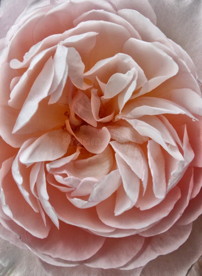 Old Faded Pink Door in a Green Frame Stock Image - Image of frame ...