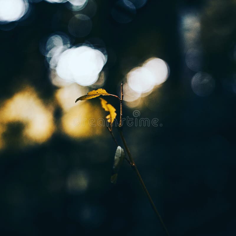 Faded Plant Leaves Against a Bokeh Background Stock Image - Image of ...