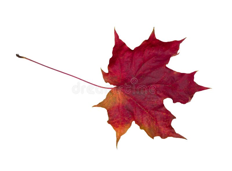 Maple leaf isolated stock photo. Image of green, brown - 10731710