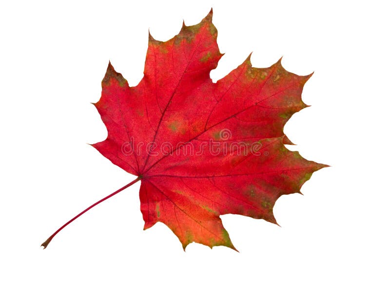 Single Maple Leaf Changing Fall Color 2 Stock Image - Image of green ...