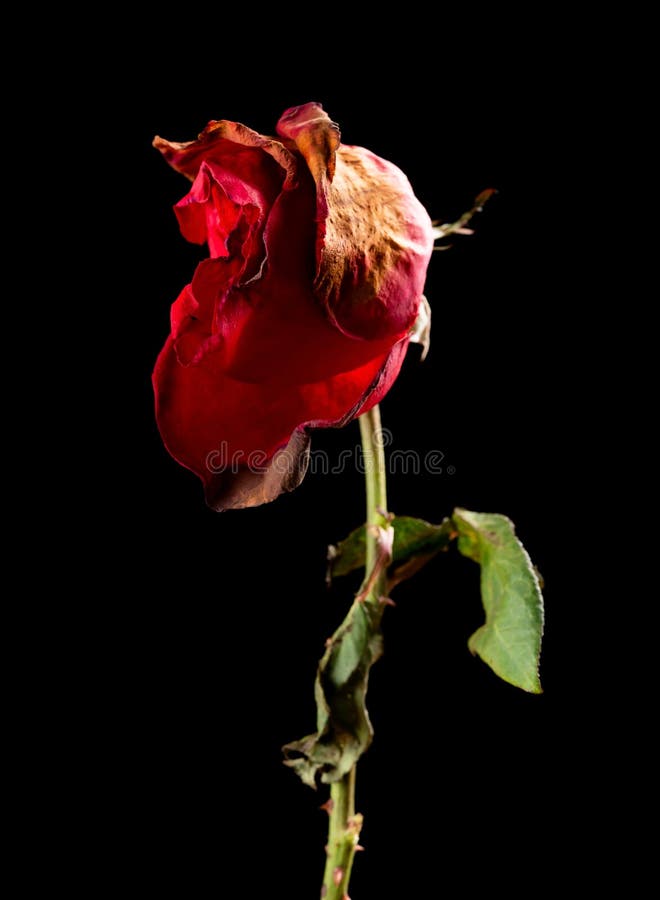 Faded Rose on Black Background Stock Image - Image of faded, biology ...