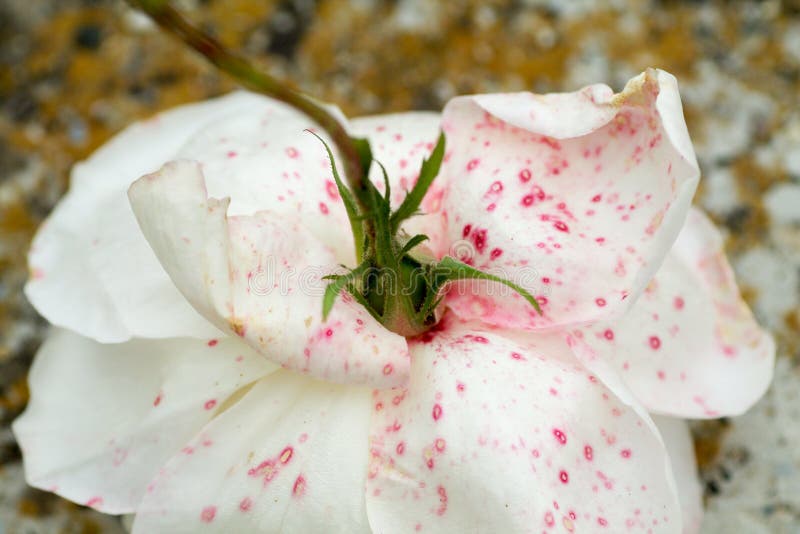 Faded Rose Fall Down on the Ground Stock Photo - Image of delicate ...