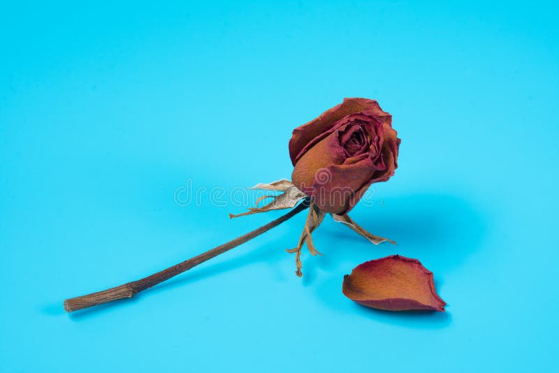 Faded Rose Isolated on Blue Background Stock Photo - Image of head ...