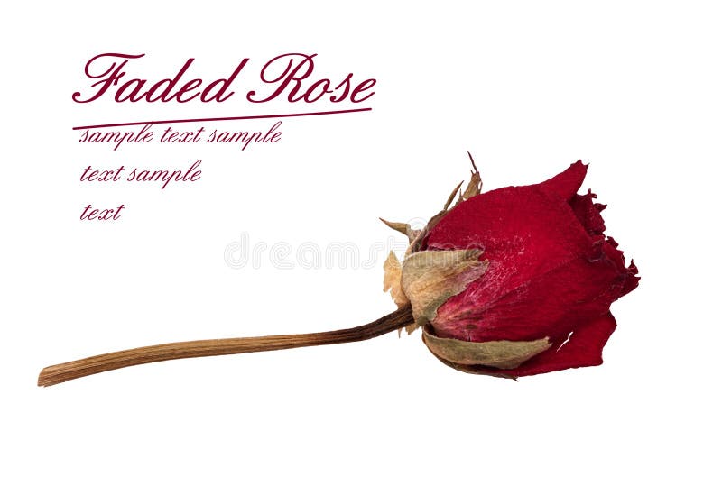 Faded Rose - Isolated Over White Stock Image - Image of beautiful ...