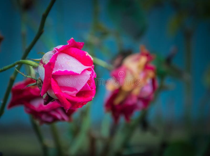 Faded rose stock image. Image of rose, macro, green - 115117371