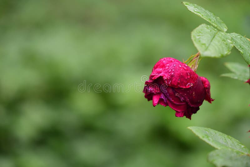 A Faded Rose in the Rain Against a Green Background in Nature Stock ...