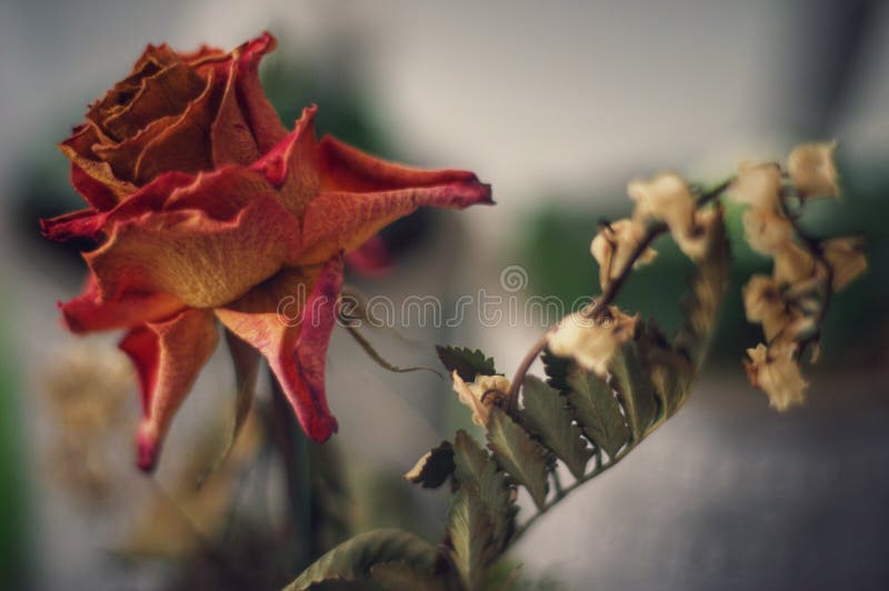 Faded rose stock photo. Image of green, faded, rose, white - 96986974