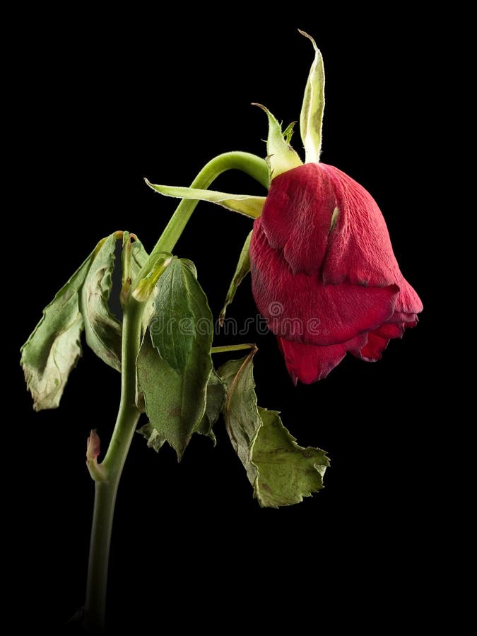 Faded rose stock image. Image of light, isolated, stalk - 47502407