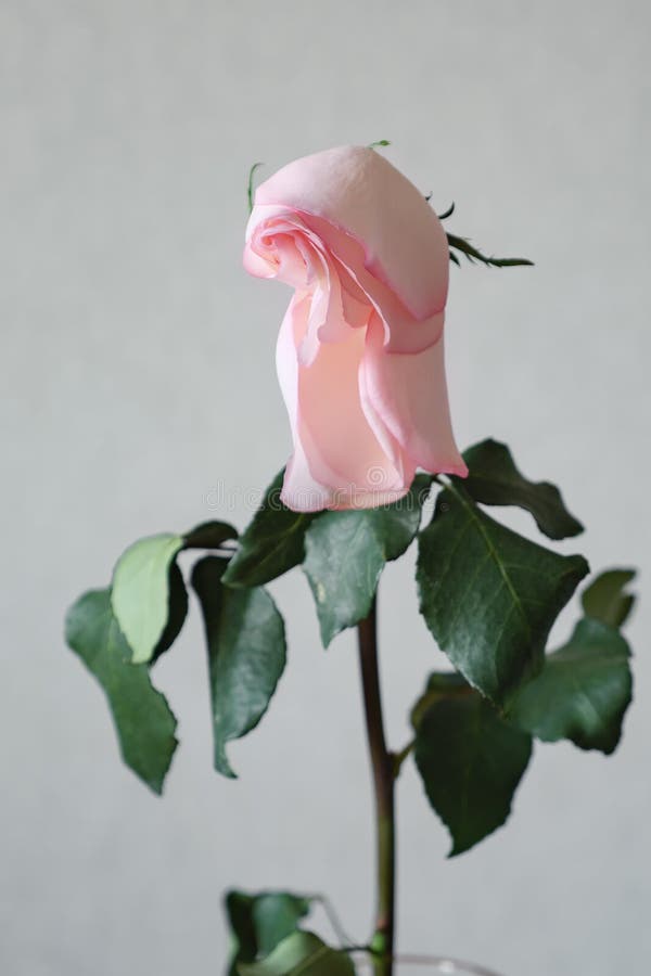 Faded Rose Tilted Her Head in the Vase Stock Photo - Image of life ...