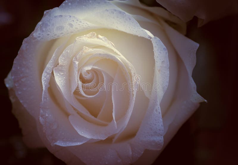 Faded rose. stock photo. Image of element, abstract, clean - 53505156