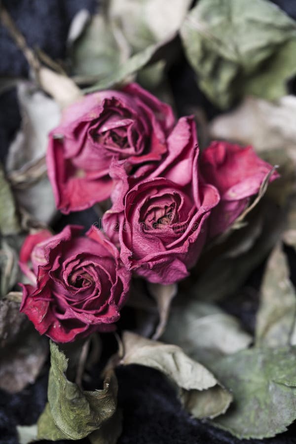 Faded Roses stock image. Image of metaphorical, bunch - 6813337