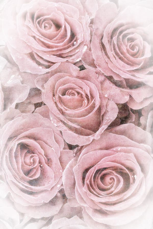Faded roses stock image. Image of delicate, anniversary - 261685167