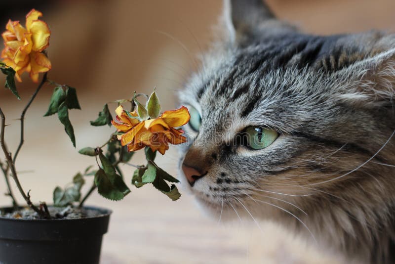 Faded roses and a cat stock image. Image of blurr, siberian - 163175527