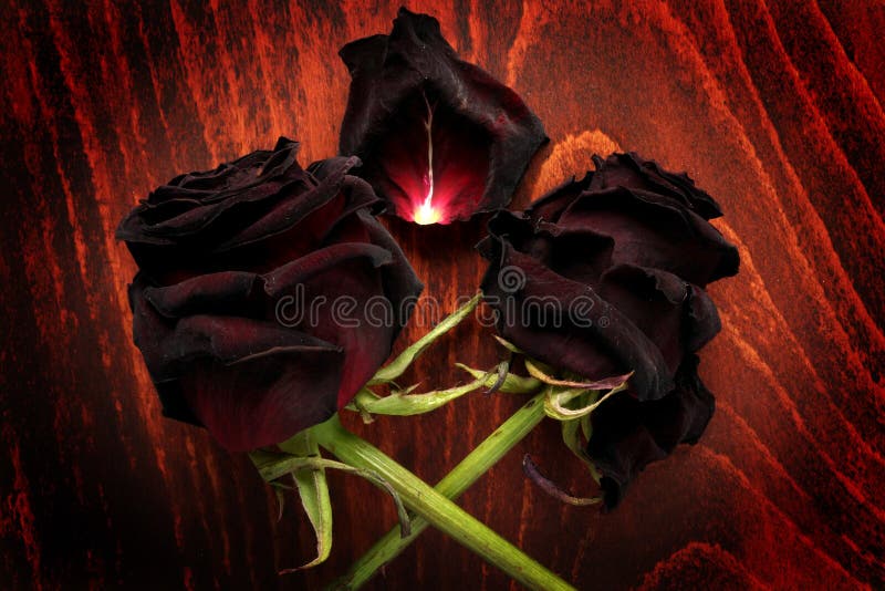 Faded roses stock photo. Image of decorative, antique - 32067876