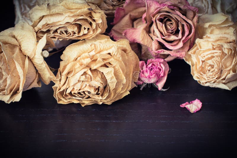 Faded roses stock photo. Image of black, fragile, fall - 59600116