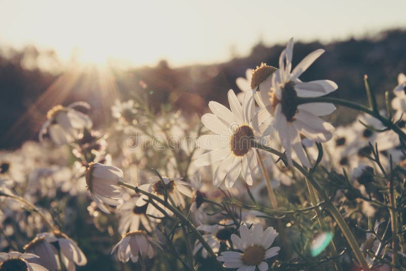 Faded spring stock photo. Image of leaf, dream, horizontal - 52803638