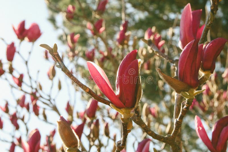 Faded spring stock photo. Image of field, full, beautiful - 52803744