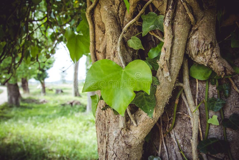 Faded spring stock photo. Image of concept, bloom, color - 52803396