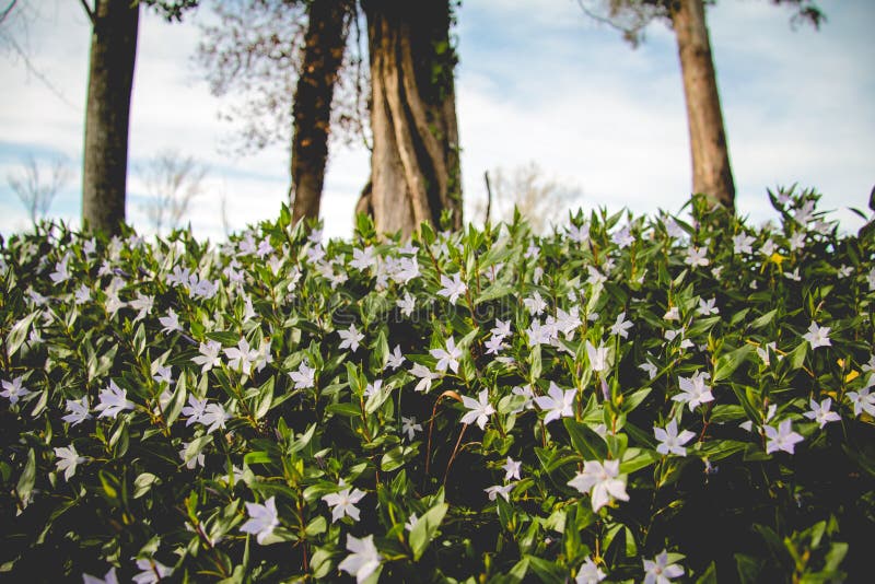 Faded spring stock photo. Image of green, flowers, beauty - 52804010