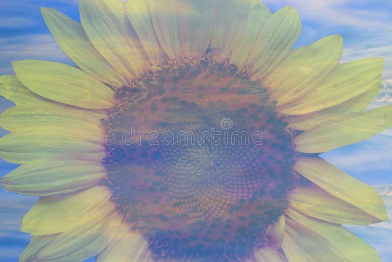 609 Faded Sunflower Photos - Free & Royalty-Free Stock Photos from ...