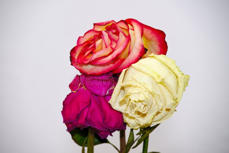 Faded three rose flowers stock image. Image of foliage - 47859255