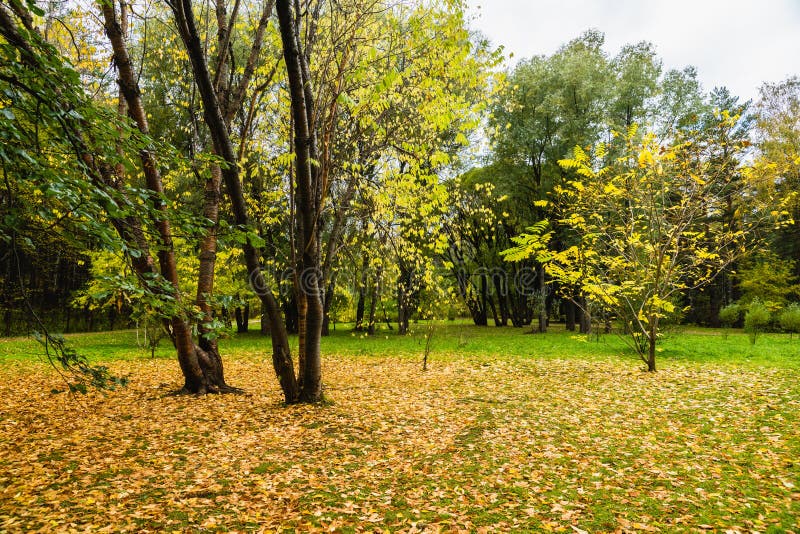 Faded Trees and Fallen Leaves on the Ground in the Park. Autumn ...