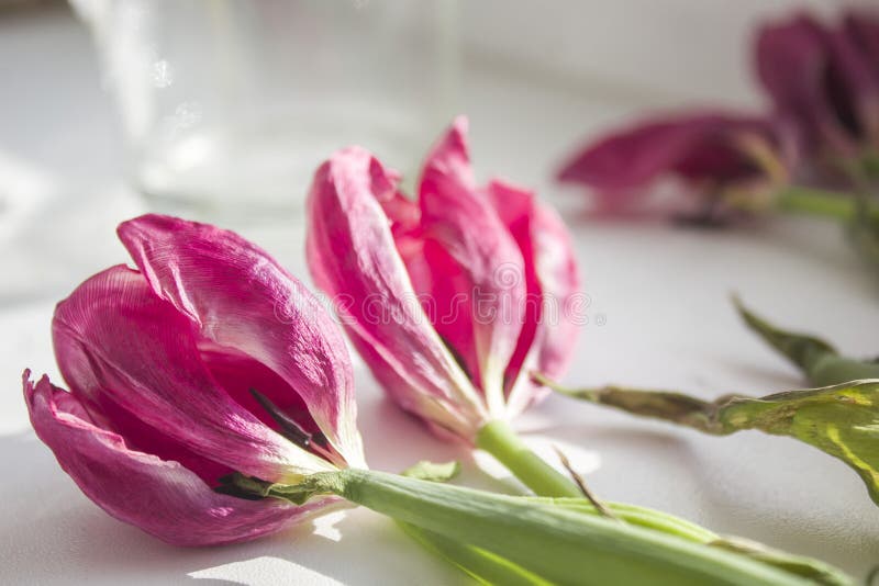 Faded Tulips. Withered Flower Against Sunlight. Spring Flowers Stock ...