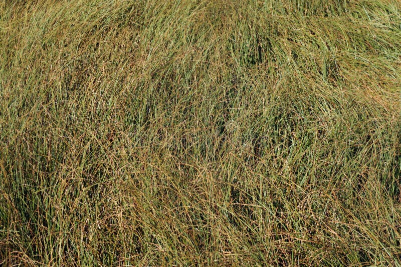 Dry faded grass texture. stock photo. Image of autumn - 77638860