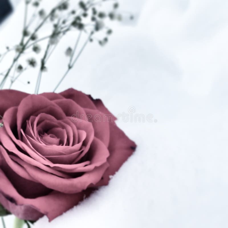 Faded Winter Rose stock photo. Image of snow, rose, faded - 76743652