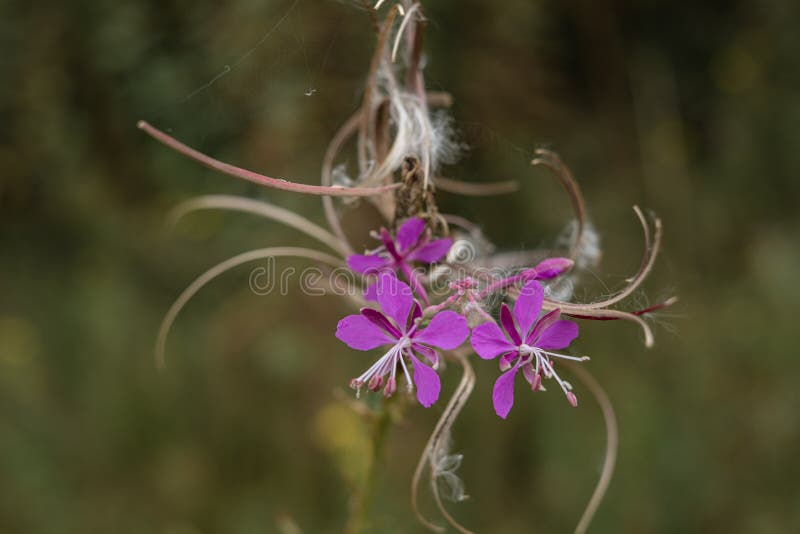 Faded and Withered Fireweed (Chamaenerion Angustifolium, Great ...