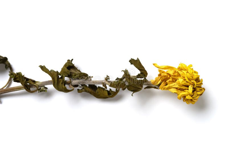 132 Yellow White Floral Top Faded Stock Photos - Free & Royalty-Free ...