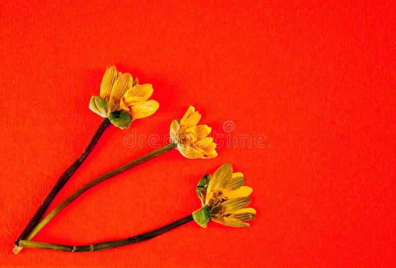 The Faded Yellow Flowers on Orange Background Stock Image - Image of ...