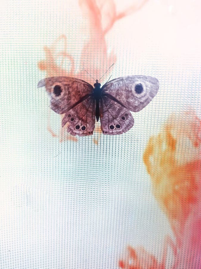 189 Fading Butterfly Stock Photos - Free & Royalty-Free Stock Photos ...