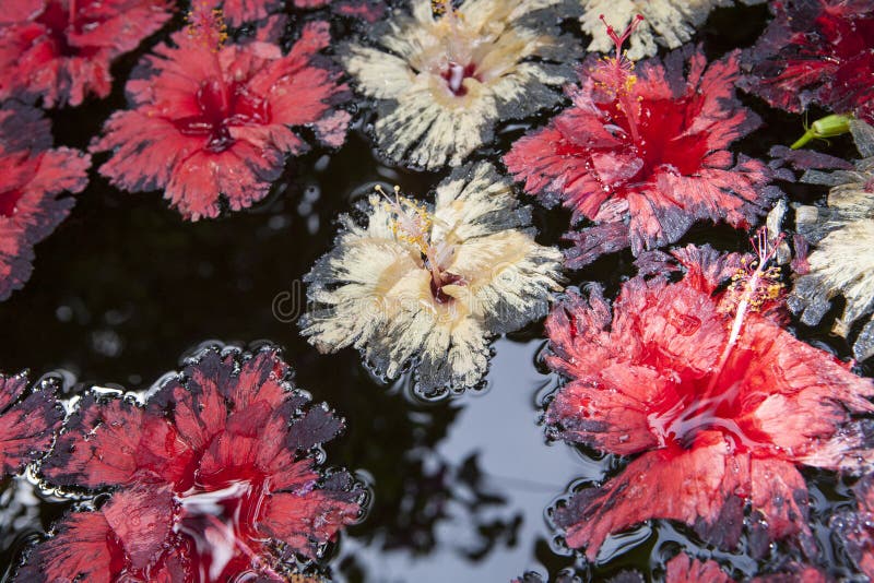 Fading Flowers on the Water Stock Photo - Image of delicate, plant ...