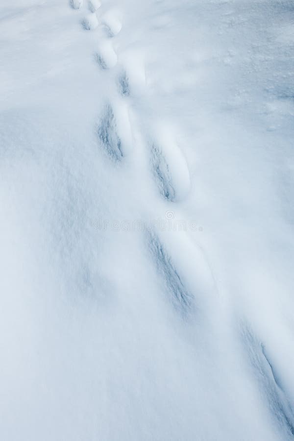 Fading Footprints in the Sand Stock Photo - Image of beach, journey ...