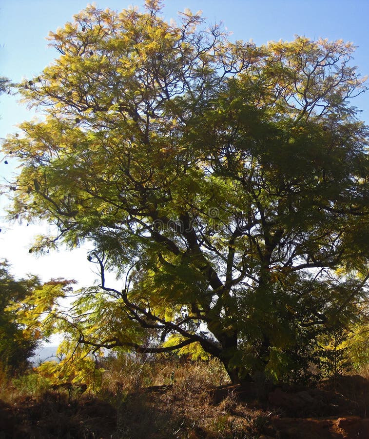Jacaranda Seed Pods Stock Photos - Free & Royalty-Free Stock Photos ...
