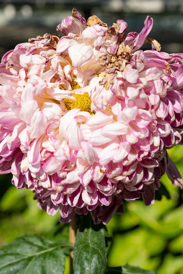 Faded Chrysanthemum Flower Core with Several Petals in the Outdoor at ...