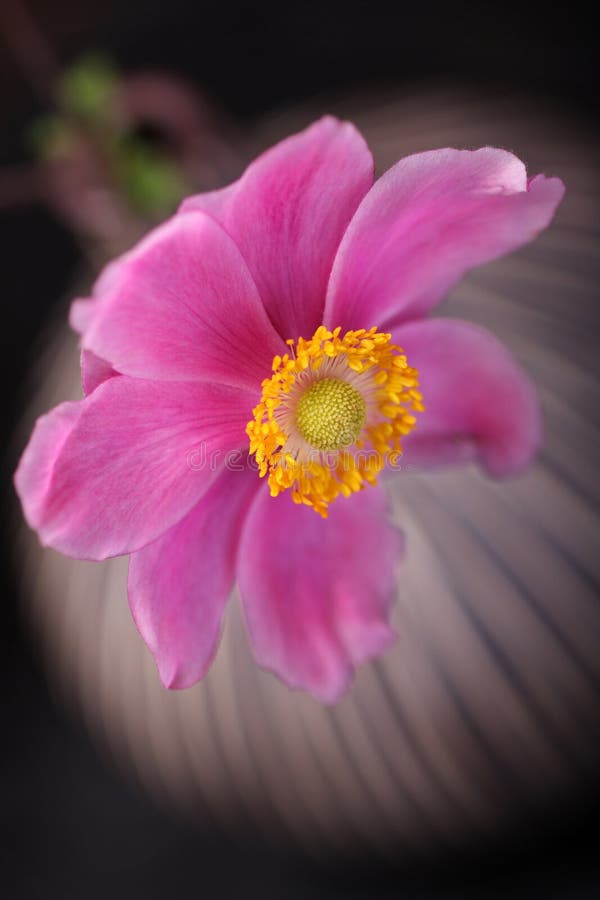 Fading Memories stock image. Image of sentimentality - 16515261