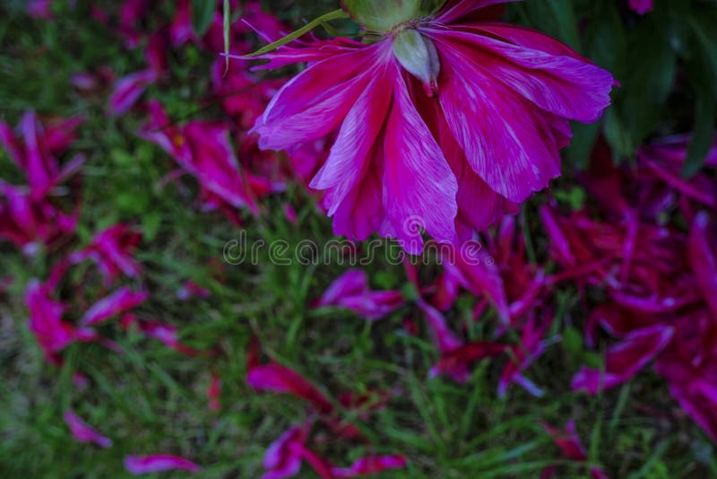 Fading Peony. Fallen Pink Peony Petals on the Ground and Green Grass in ...